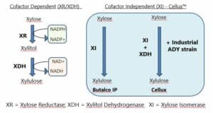 CelluX™: dry yeast for cellulosic ethanol production - Leaf by Lesaffre