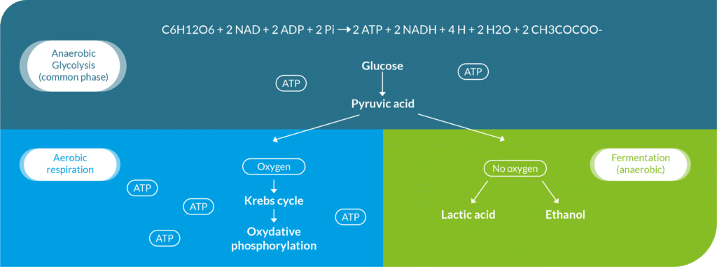 Industrial fermentation: its contribution to the bioeconomy