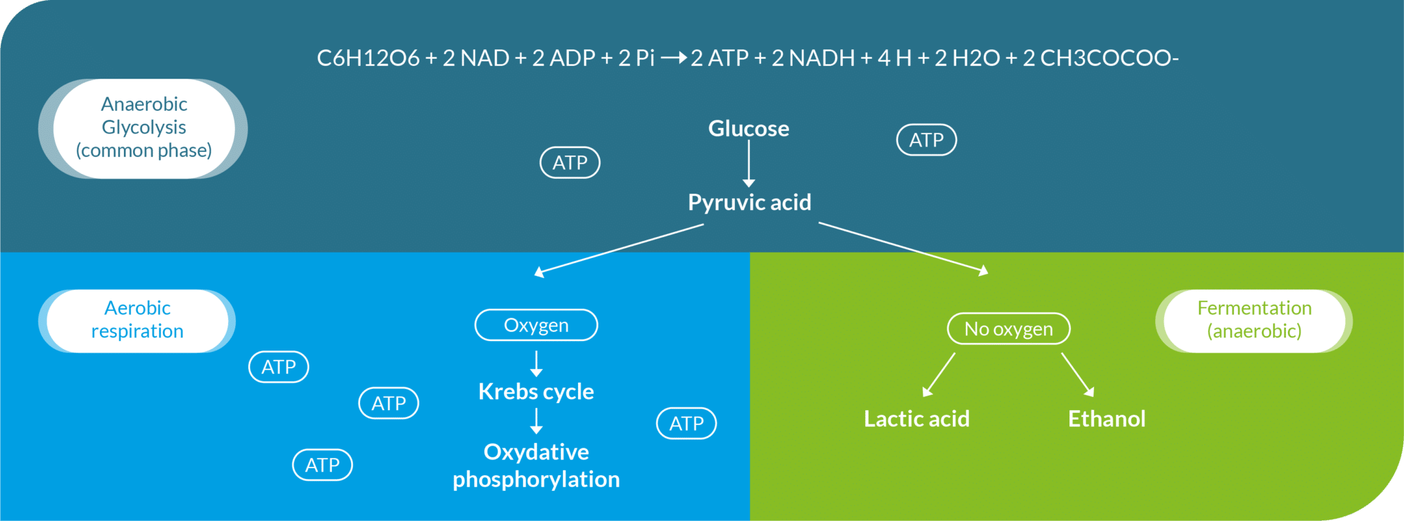Industrial fermentation: its contribution to the bioeconomy